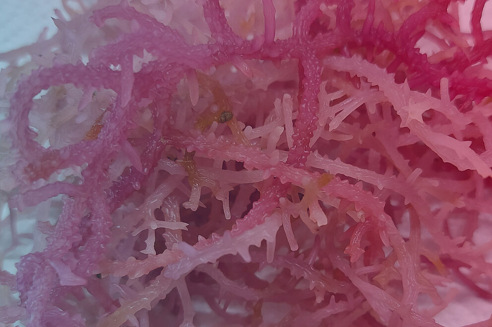 Company :: Marinomed